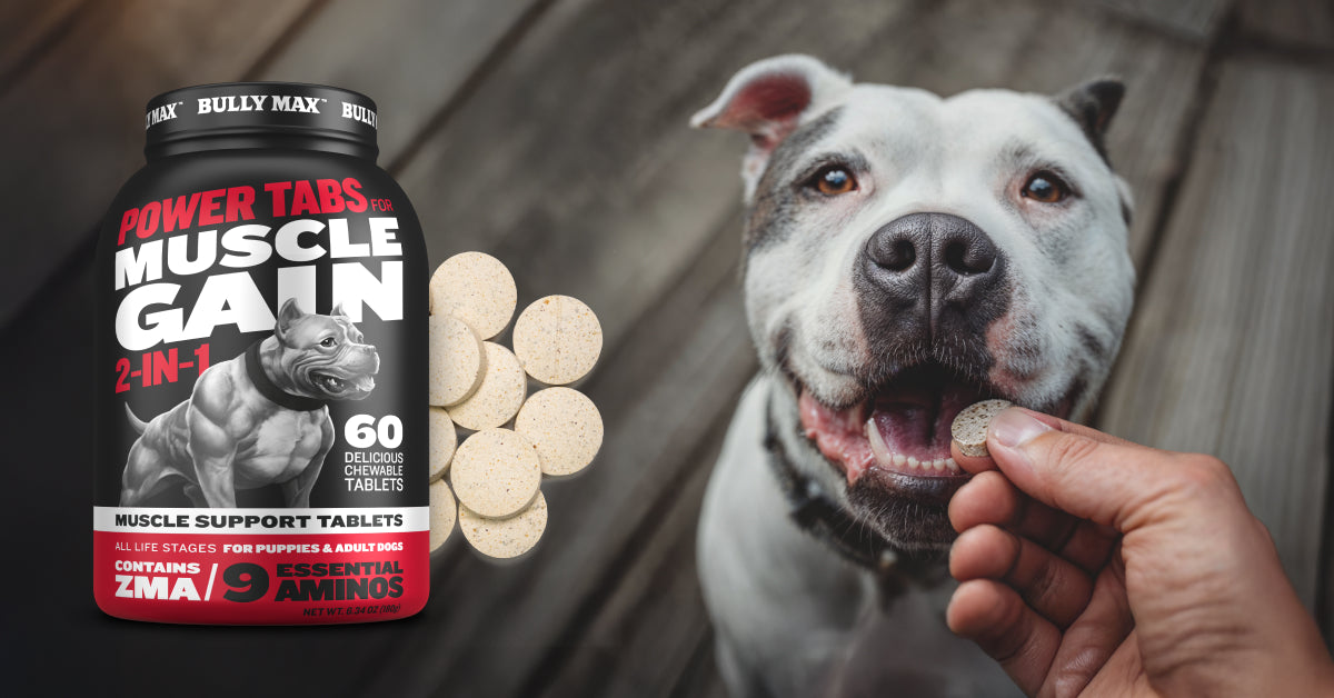 How to Safely Add Muscle to Your Rescue Bully - Bully Max