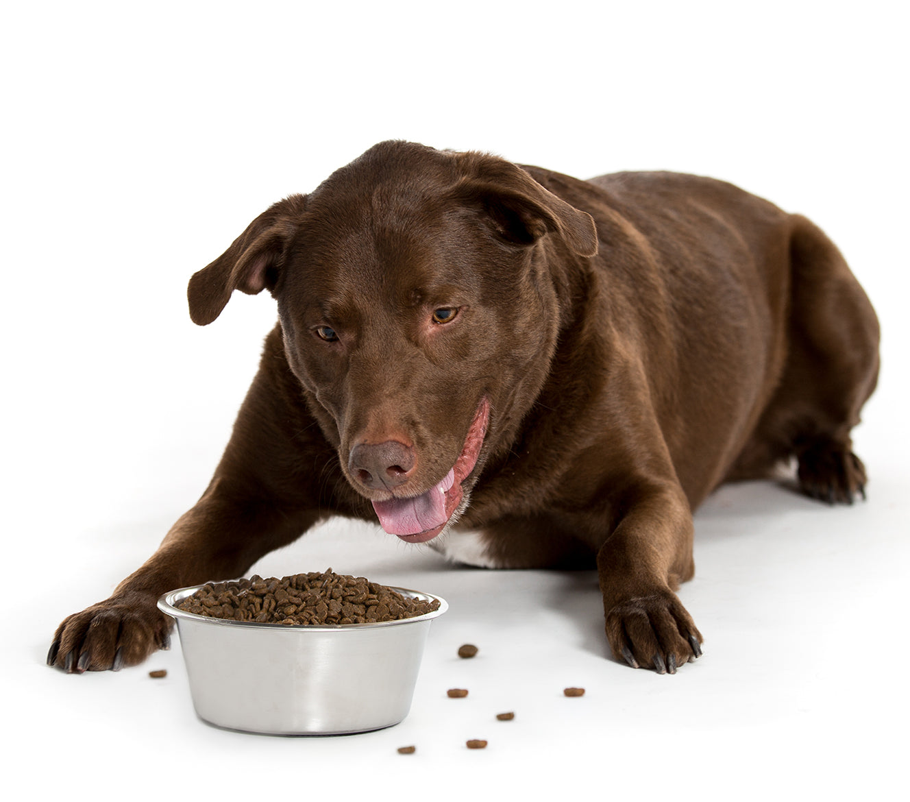 Bully Max dog food company - Press Releases & News - Bully Max