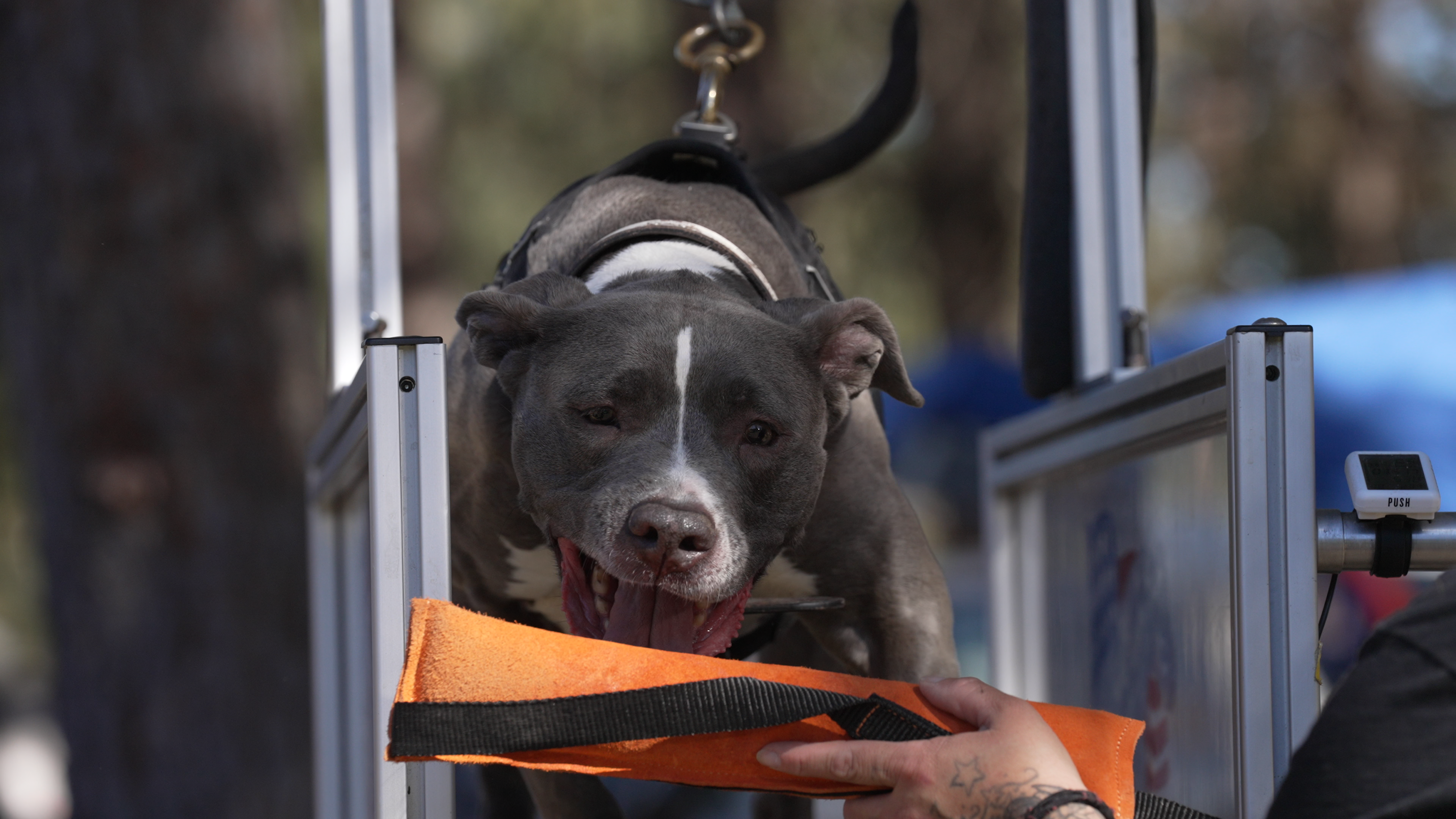 The Psychology of Dog Treadmill Training - Bully Max