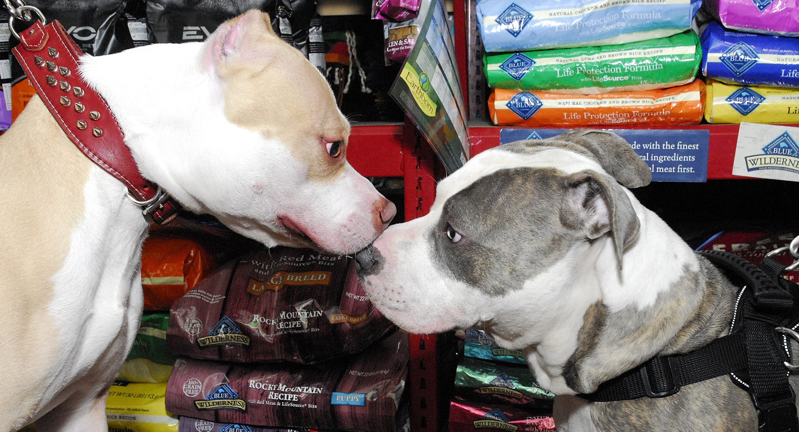 How to Decide Safe Places to Take Your American Pit Bull Terrier ...