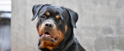 Dog Muscle and Weight: How to Get Your Dog to Bulk Up - Bully Max