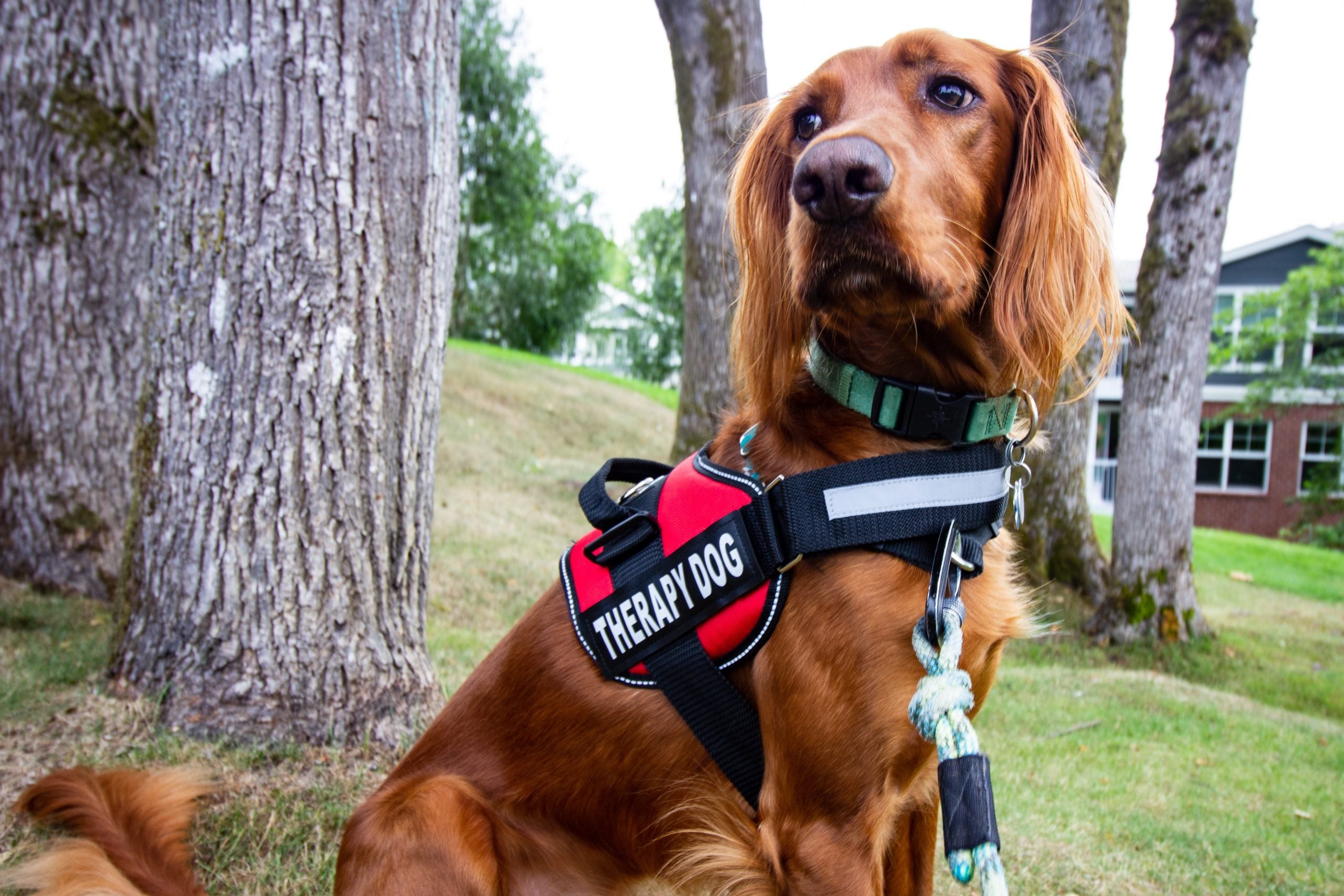10 Best Service Dog Breeds For PTSD And Anxiety Bully Max 10 Best Service Dog Breeds For PTSD And Anxiety Bully Max