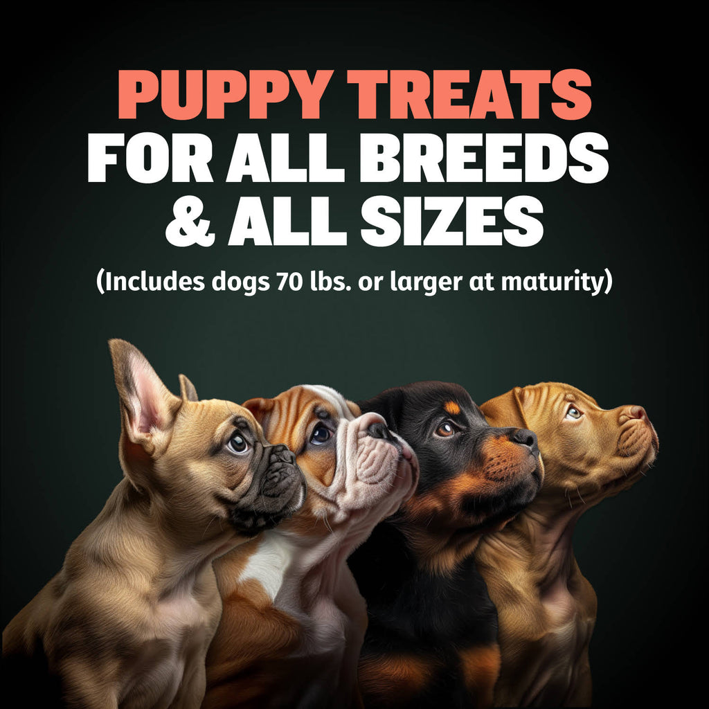 Healthy Puppy Training Treats with DHA and Proteins - 1 bag - Bully Max