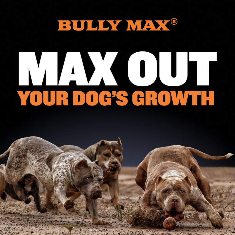 Bully Max Dry & Wet Dog Food - 60 lbs (4 bags) + 11 lbs wet (2 bags ...