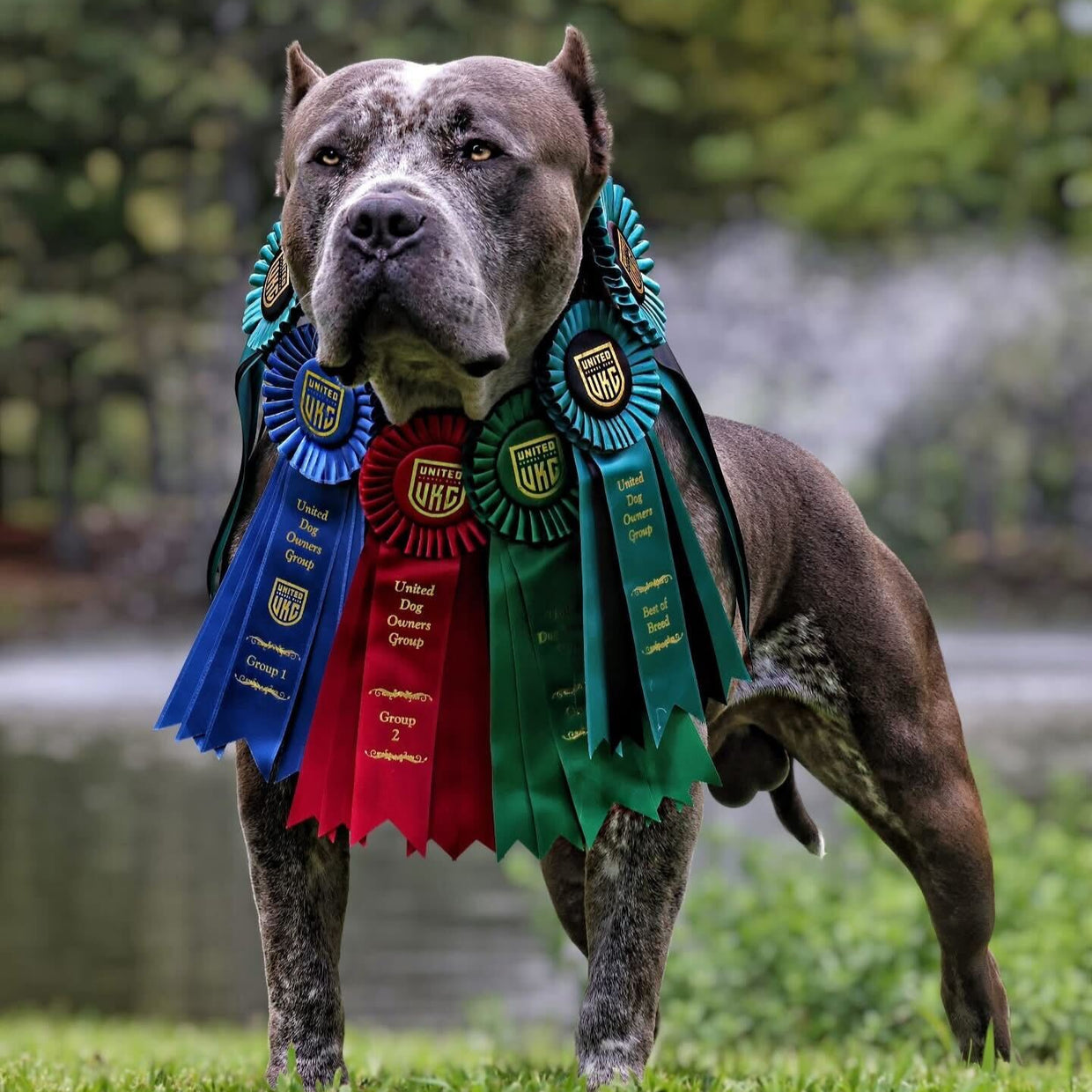 Bully Max ® | #1 Rated Dog Food & Muscle Supplements