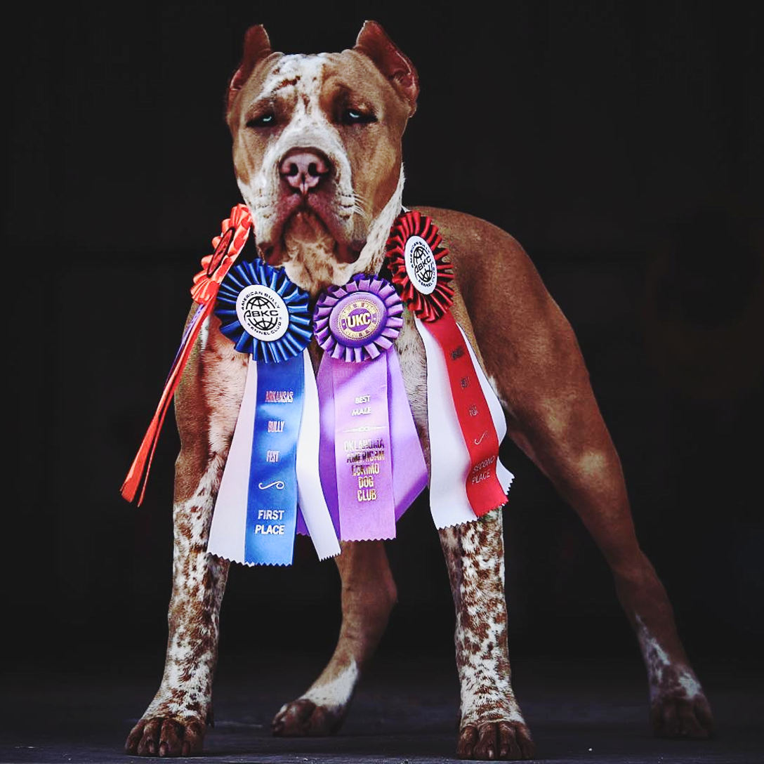 Bully Max ® | #1 Rated Dog Food & Muscle Supplements
