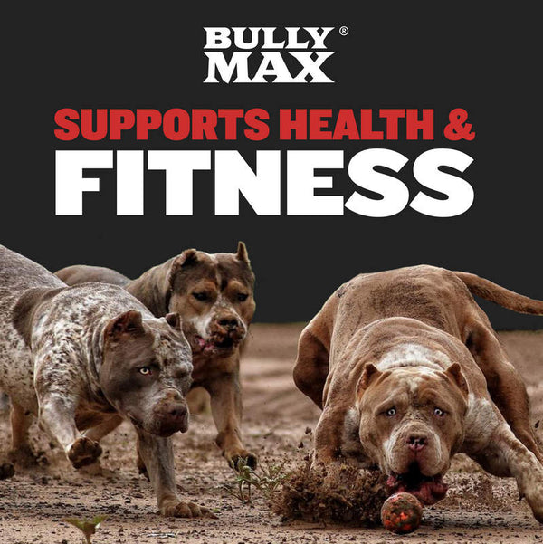 Weight Gain Supplement Chews with Probiotics for Dogs - Bully Max