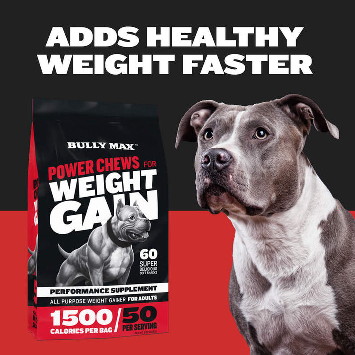 Weight Gain Supplement Chews with Probiotics for Dogs - Bully Max