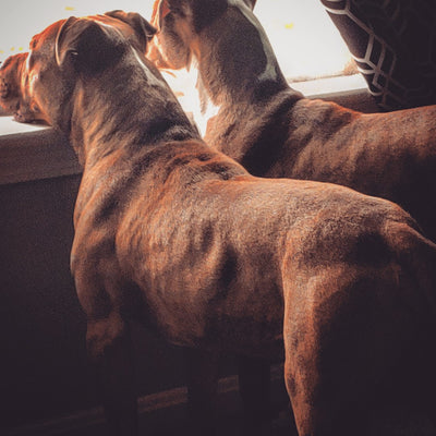 Bully Max Customer Reviews - Bully Max