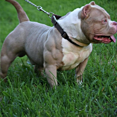 Bully Max Customer Reviews - Bully Max