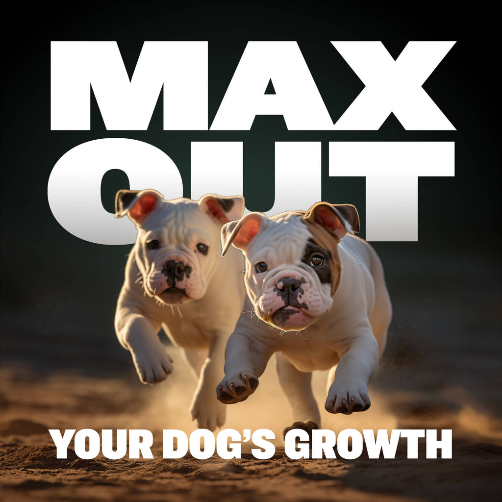 Bully Max Dry & Wet Dog Food - 30 lbs (2 bags) + 5.5 lbs wet (1 bag ...