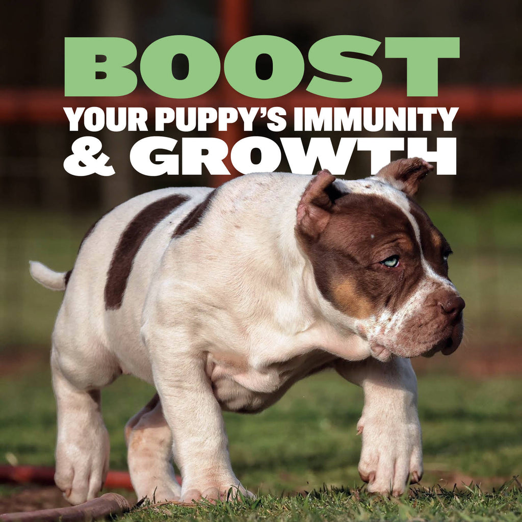Bully Max 24/14 | The Best Puppy Food for Growth | Suitable for ...