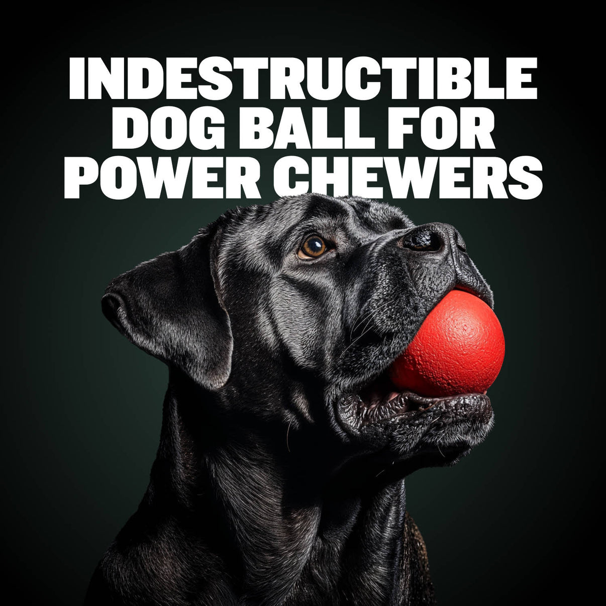 Indestructible Dog Ball - Lifetime Guarantee | Shop Bully Max - 1 Pack ...