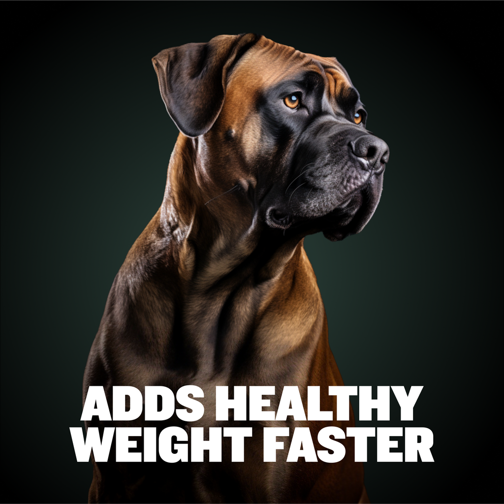 Weight Gainer for Dogs | Bully Max Liquid Weight Gainer Supplement ...