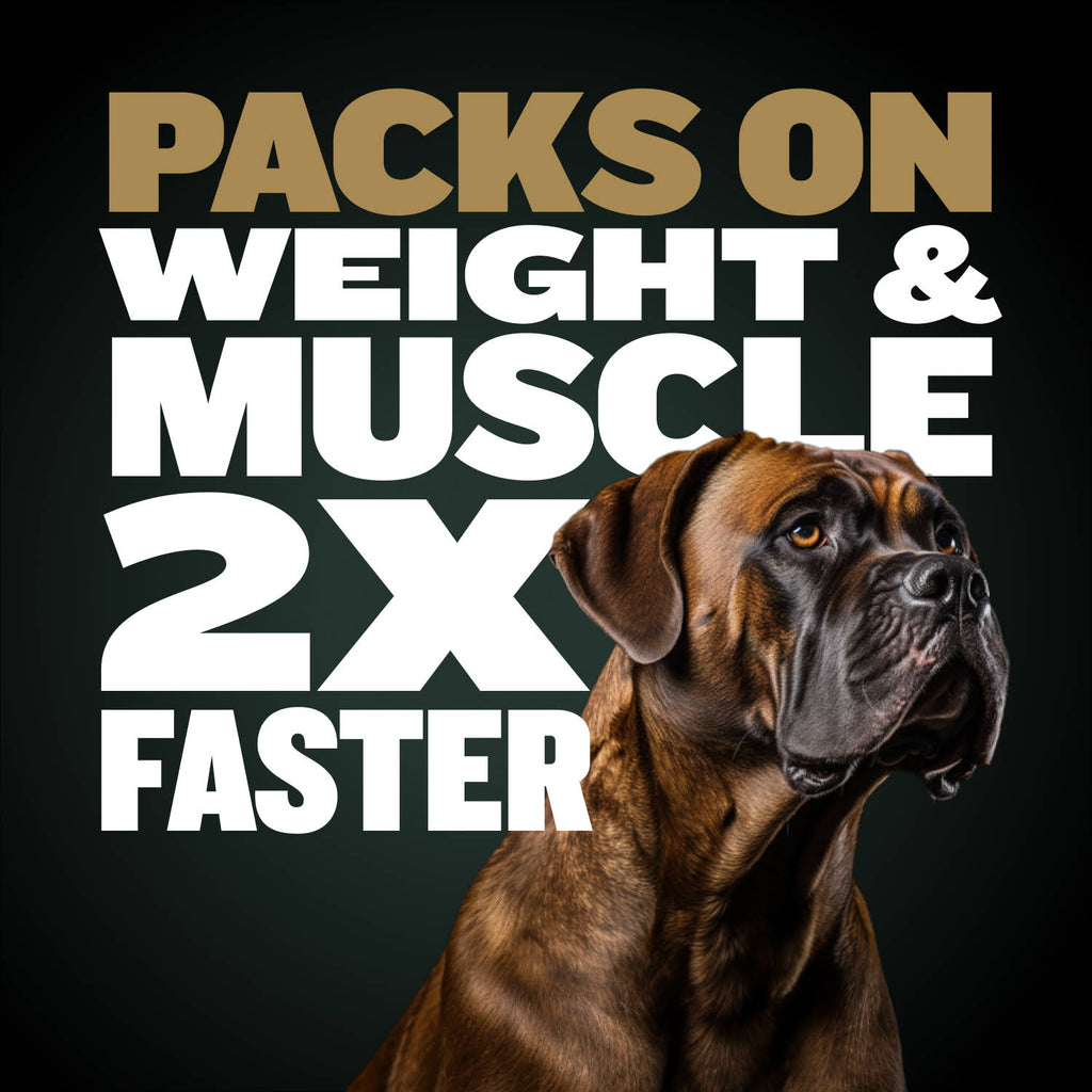 Dog Protein | Bully Max PRO Series Muscle Gain Supplement Chews - Bully Max