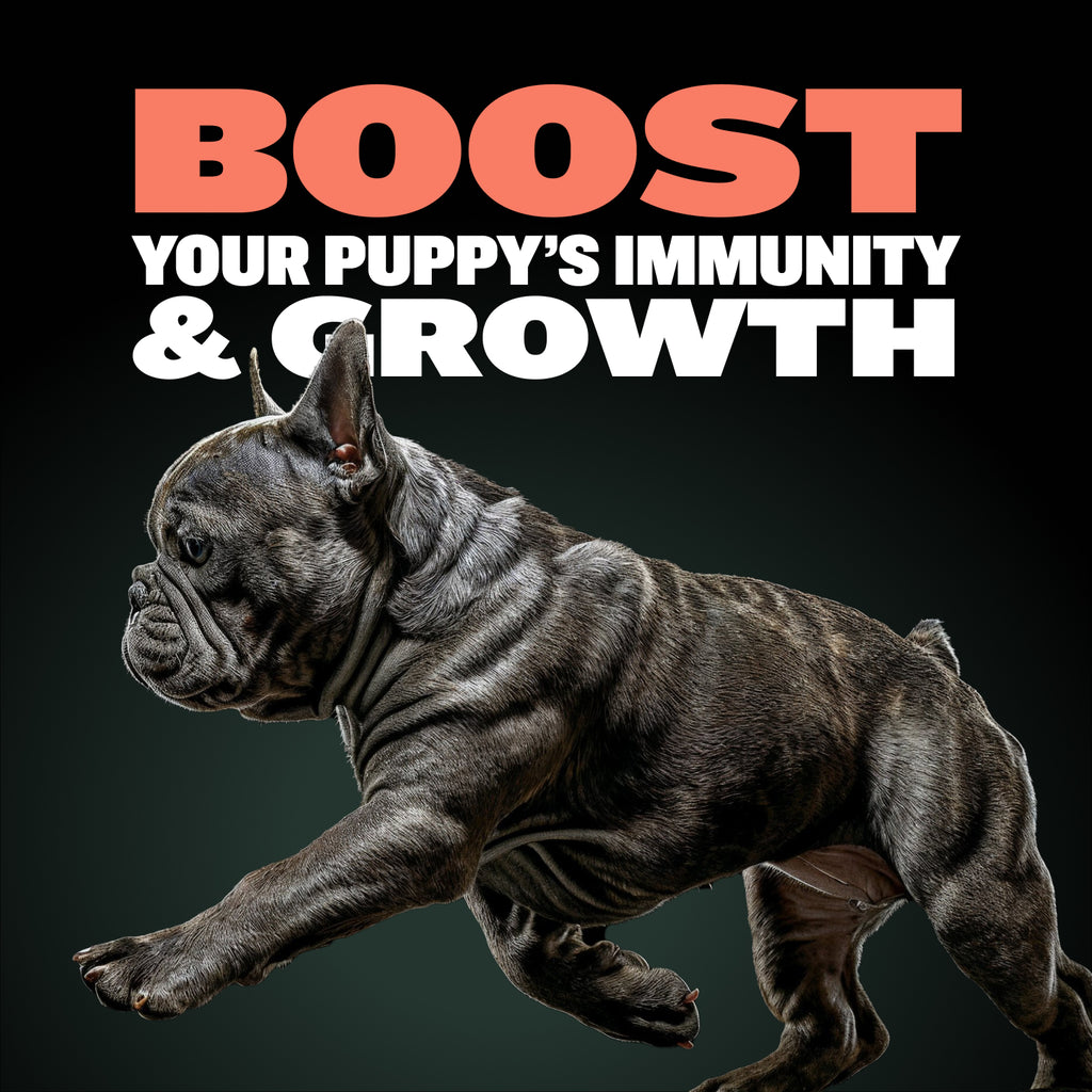 Puppy Supplement Chews for Immunity and Health | By Bully Max® - Bully Max