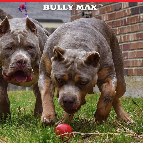 Indestructible Dog Ball - Lifetime Guarantee | Shop Bully Max - 1 Pack ...