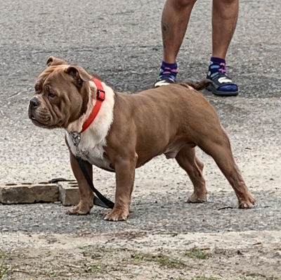 Bully Max Customer Reviews - Bully Max