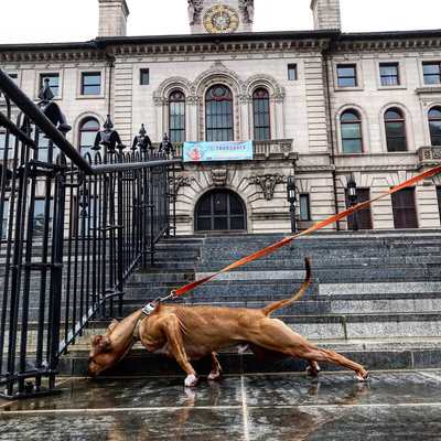 Bully Max Customer Reviews - Bully Max