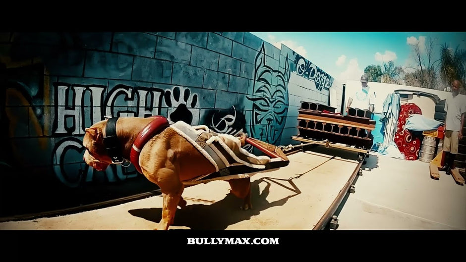 Bully Max Customer Reviews - Bully Max